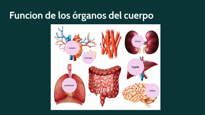 funcion de los órganos del cuerpo by Fátima Ximena Becerril León on Prezi