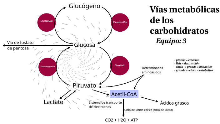Vías metabólicas de los carbohidratos by Dibanhi Collazo on Prezi