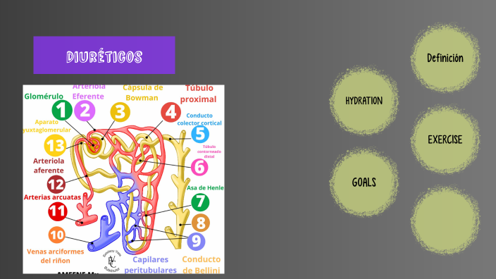 diuréticos by Silvana Nayeli Elizalde Sernaque on Prezi