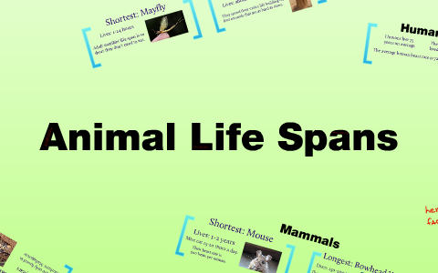 Animal Life Spans by Max Venuti on Prezi