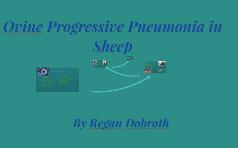 Ovine Progressive Pneumonia in Sheep by Regan Dobroth on Prezi