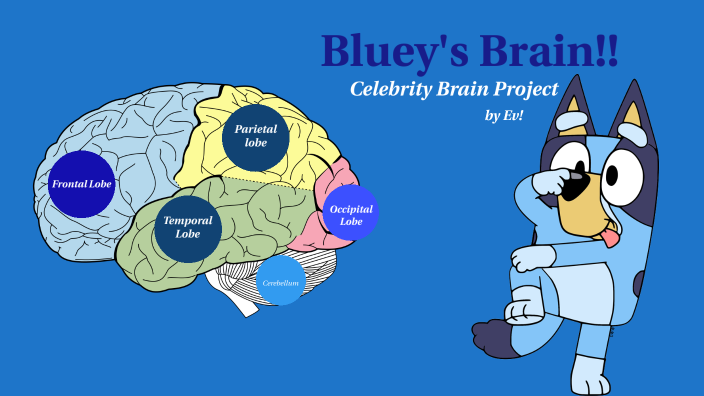 Bluey -Celebrity Brain!! by EVELYN 0204382 on Prezi