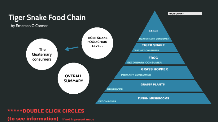 wilsons prom food chain by emerson oconnor on Prezi