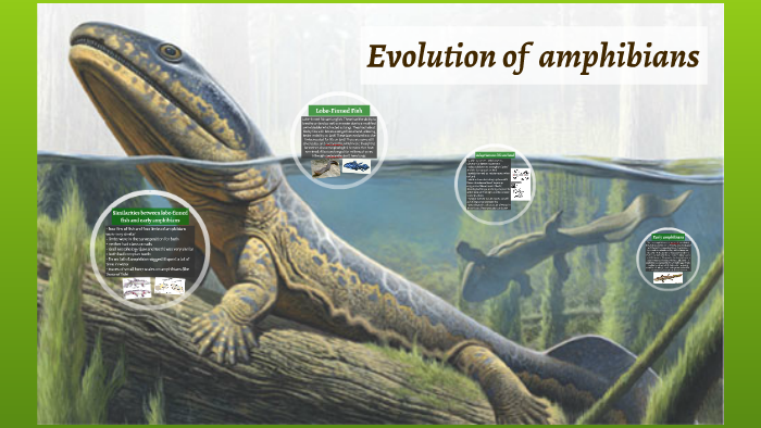 Evolution of amphibians by Jack Woodroffe on Prezi