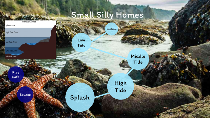 The Rocky Inter-tidal Ecosystem by Asher Stetson on Prezi