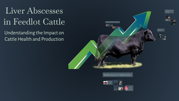 Liver Abscesses in Feedlot Cattle by Gracie Casebolt on Prezi
