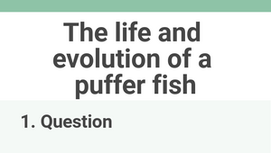 the life and evolution of puffer fish by Bayley Meredith on Prezi Design