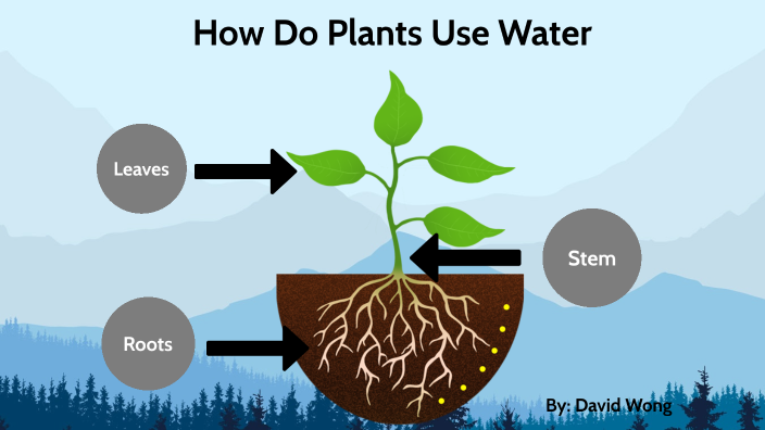 How Plants Get Water by David Wong on Prezi