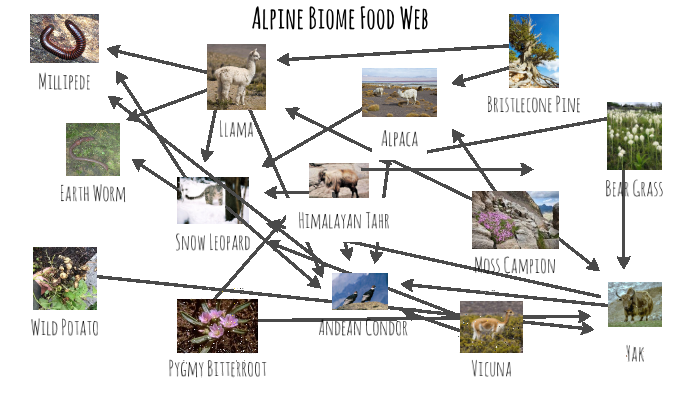 Alpine Biome Food Web by Weston Frost on Prezi