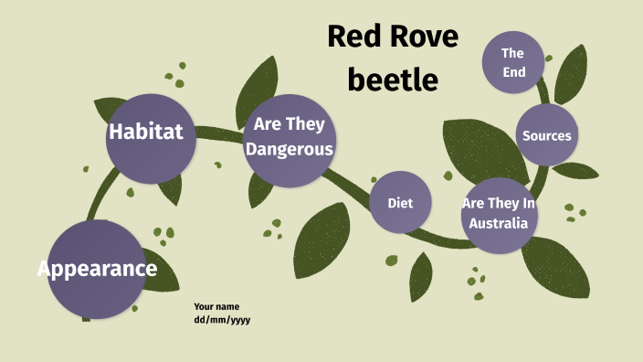 Red Rove Beetle by Nate Harrison on Prezi