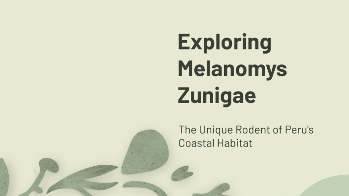 Exploring Melanomys Zunigae by Aaron Salcedo Espinoza on Prezi