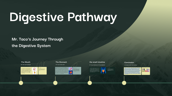 Digestive Pathway by Ethan Noel on Prezi
