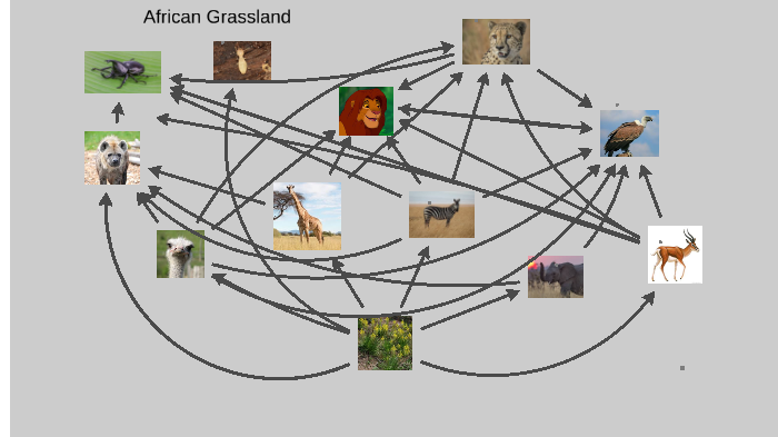 food web by alexander dematteis on Prezi