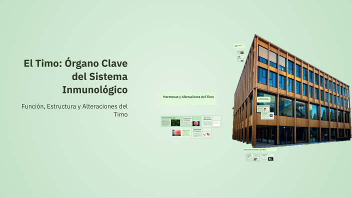 El Timo: Órgano Clave del Sistema Inmunológico by Reyna García on Prezi
