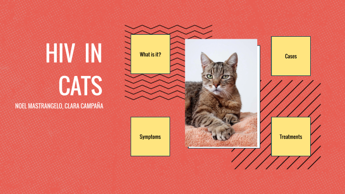 HIV IN CATS by Clara Camapaña on Prezi Next