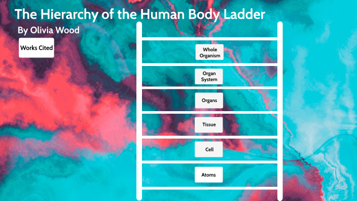 The Hierarchy of the Human Body Ladder by Olivia Wood on Prezi