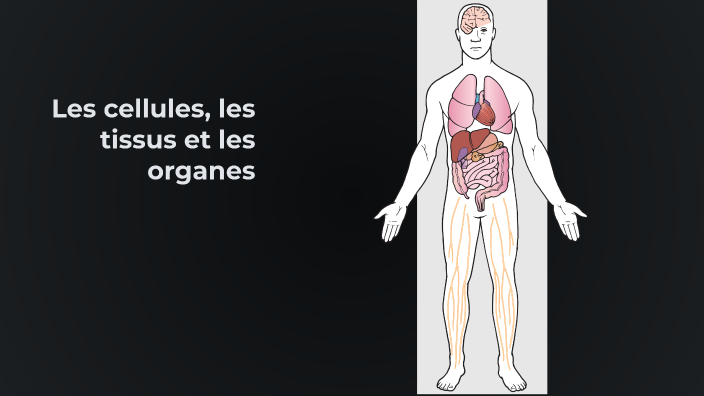 Les cellules, les tissus et les organes by Mackenzie Belanger on Prezi