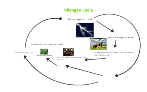 Nitrogen Cycle Assignment by Brittney Commet on Prezi