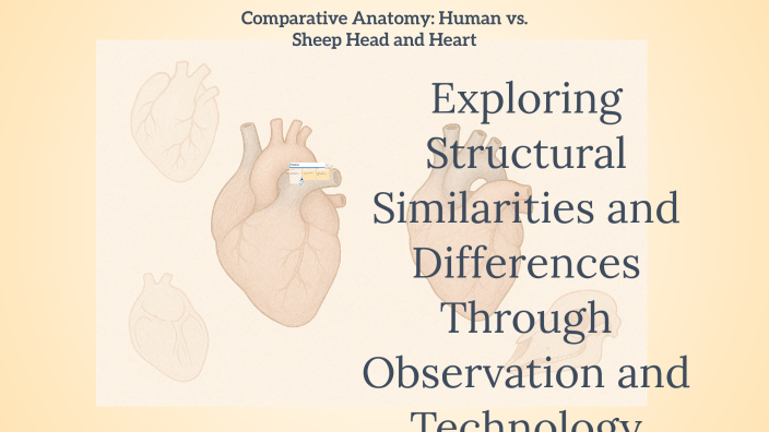 Comparative Anatomy: Human vs. Sheep Head and Heart by fatma Ali on Prezi