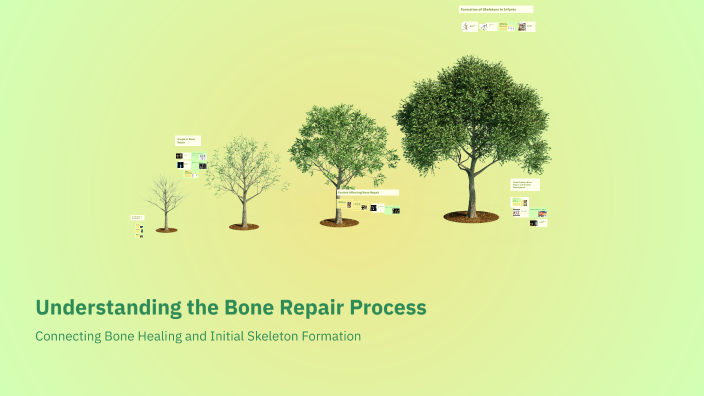 Understanding the Bone Repair Process by Alayah Roane on Prezi