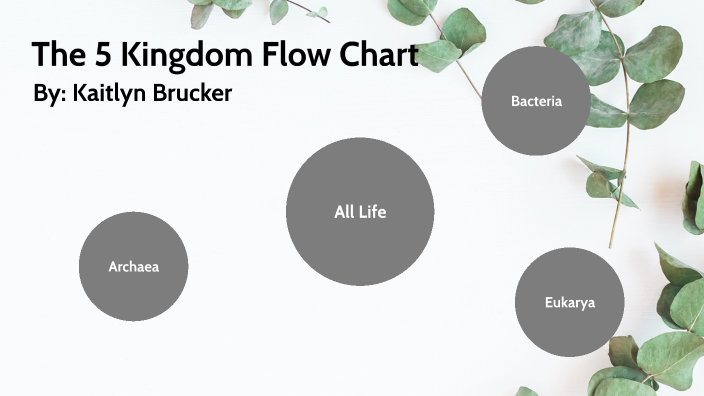 The 5 Kingdom Flow Chart by Kaitlyn Brucker on Prezi