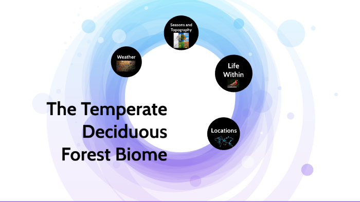 A Murphy Temperate Deciduous Rainforest by Avery Murphy on Prezi