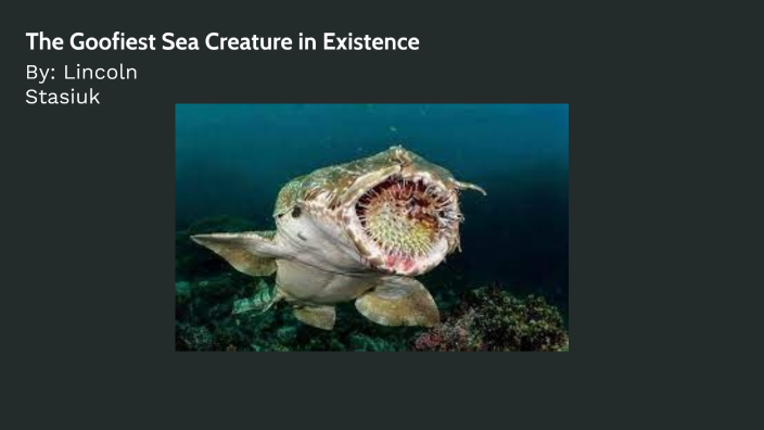 The Goofiest Sea Creature In Existence by Lincoln Stasiuk on Prezi