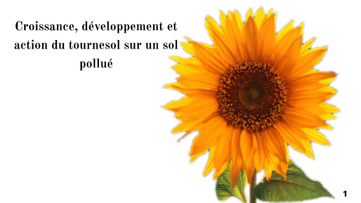 Diapo TIPE by Justine KULL on Prezi