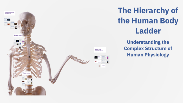 The Hierarchy of the Human Body Ladder by Priscilla Martinez on Prezi