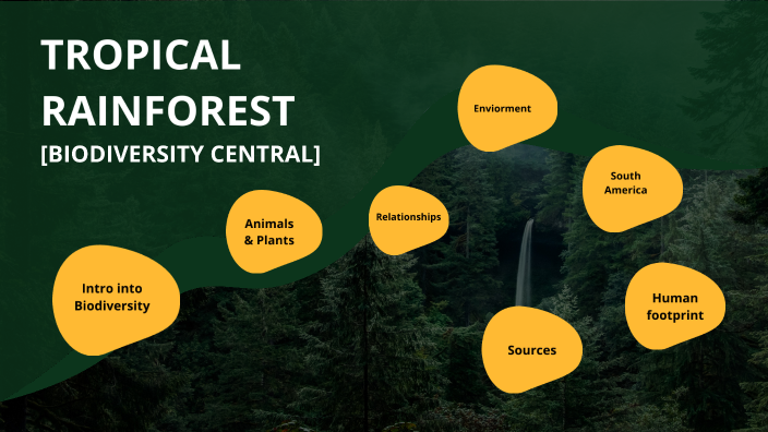 Biodiversity in Tropical Rainforest by Lillian Nesrsta on Prezi