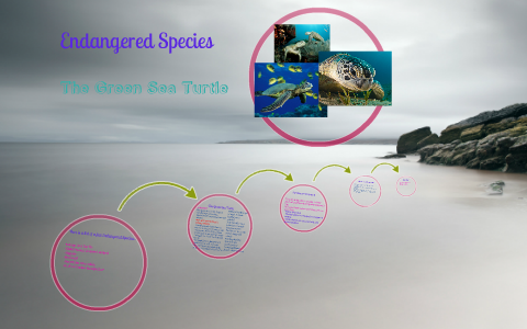 The Endangerment of the Green Sea Turtles by Nia H on Prezi