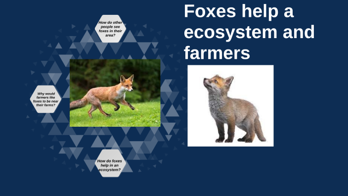 Foxes help a ecosystem and farmers by Joseph Kaurich on Prezi