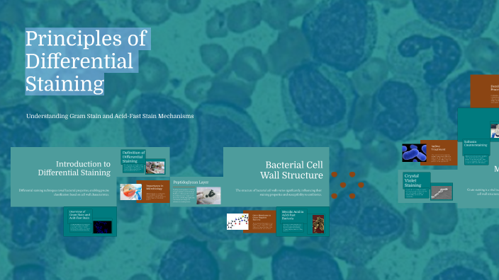 Principles of Differential Staining by dua rasool on Prezi