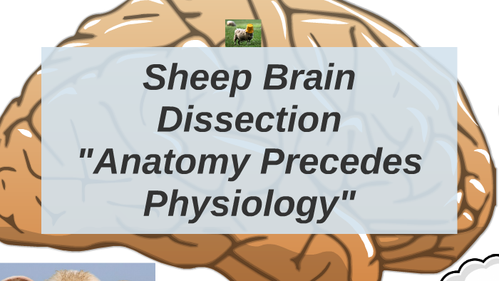 Sheep Brain Dissection by AP Bio on Prezi
