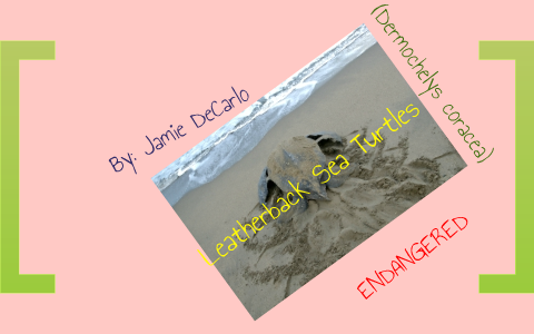 Leather Back Sea Turtles - Jamie DeCarlo by CHRIS FANNO on Prezi