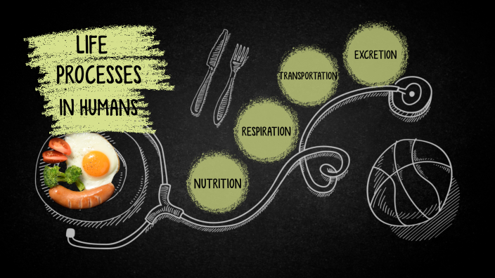 life processes part 1 by vinay kumar on Prezi