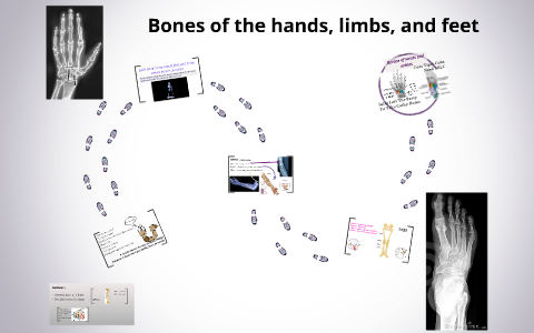 Bones of the hands, limbs, and feet by