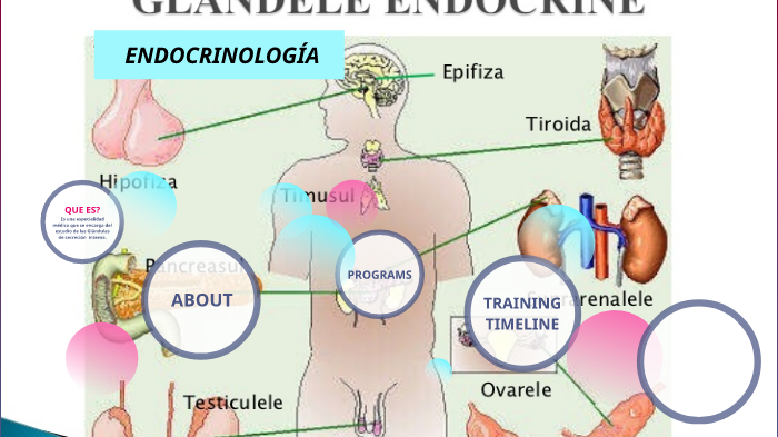 ENDOCRINOLOGÍA by on Prezi