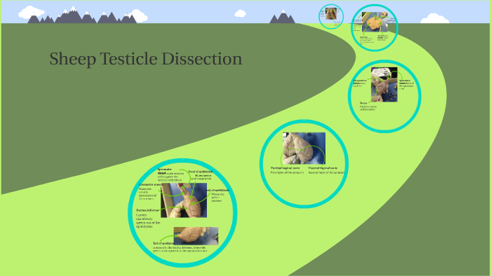 Sheep Testicle Dissection by Leilani Haught on Prezi