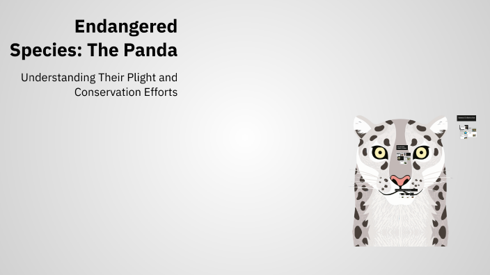 Endangered Species: The Panda by Smith Owens on Prezi