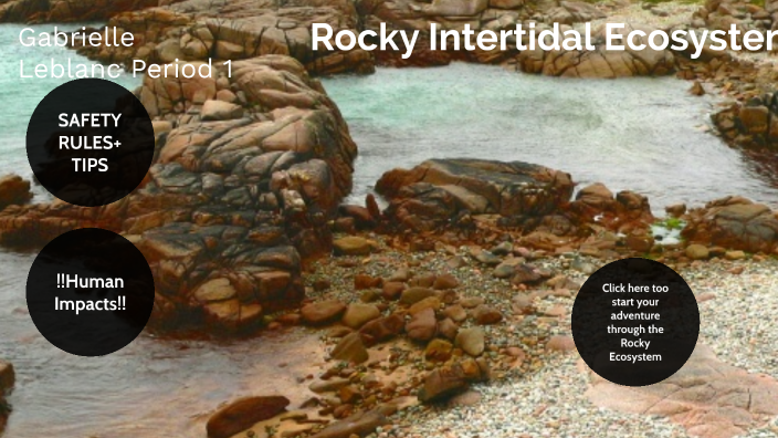 Rocky Intertidal Ecosystem by Gabrielle Leblanc on Prezi