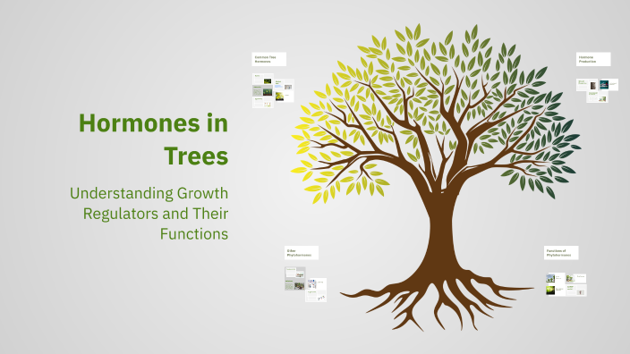 Hormones in Trees by Thierry van Dam on Prezi