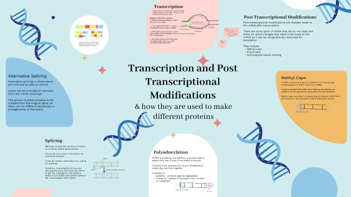 ESS767 - Transcription & post transcriptional modifications by Brittany ...