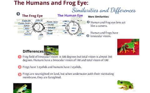 Human and Frog Similarities and Differences by Truc Ly on Prezi