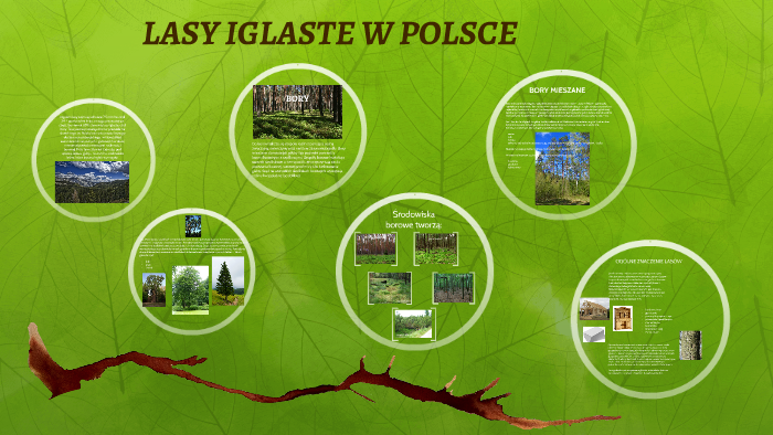 LASY IGLASTE W POLSCE by Martyna Magdziarz on Prezi