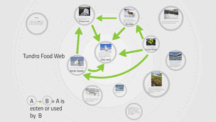 Biotic and Abiotic Food Web by Demarco Smith