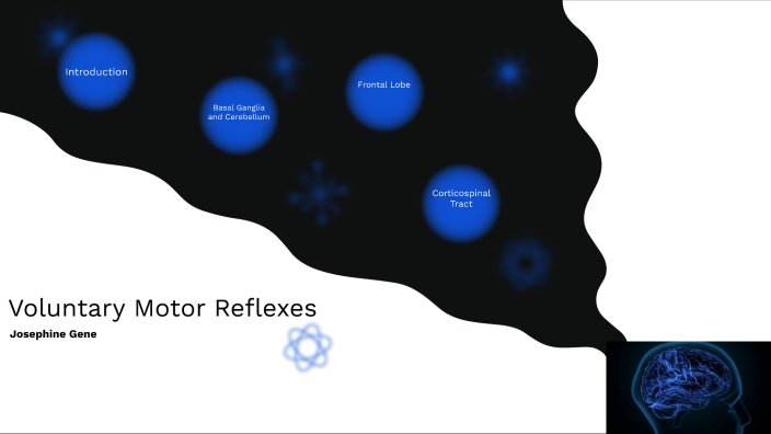 Neuroanatomy of Voluntary Motor Pathways by Josephine Gene on Prezi