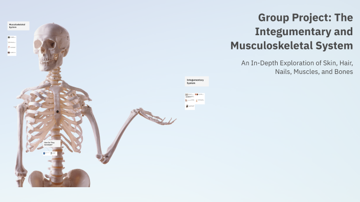 Group Project: The Integumentary and Musculoskeletal System by ...