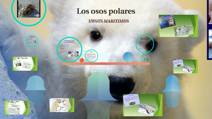 Los osos polares by Mateo Garcia on Prezi