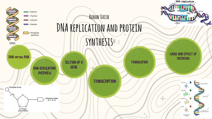Rohan Vaish - DNA Replication and Protein Synthesis Project by Rohan ...